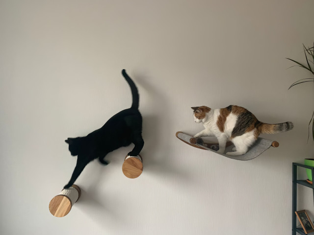 catsby family – mtrl.io